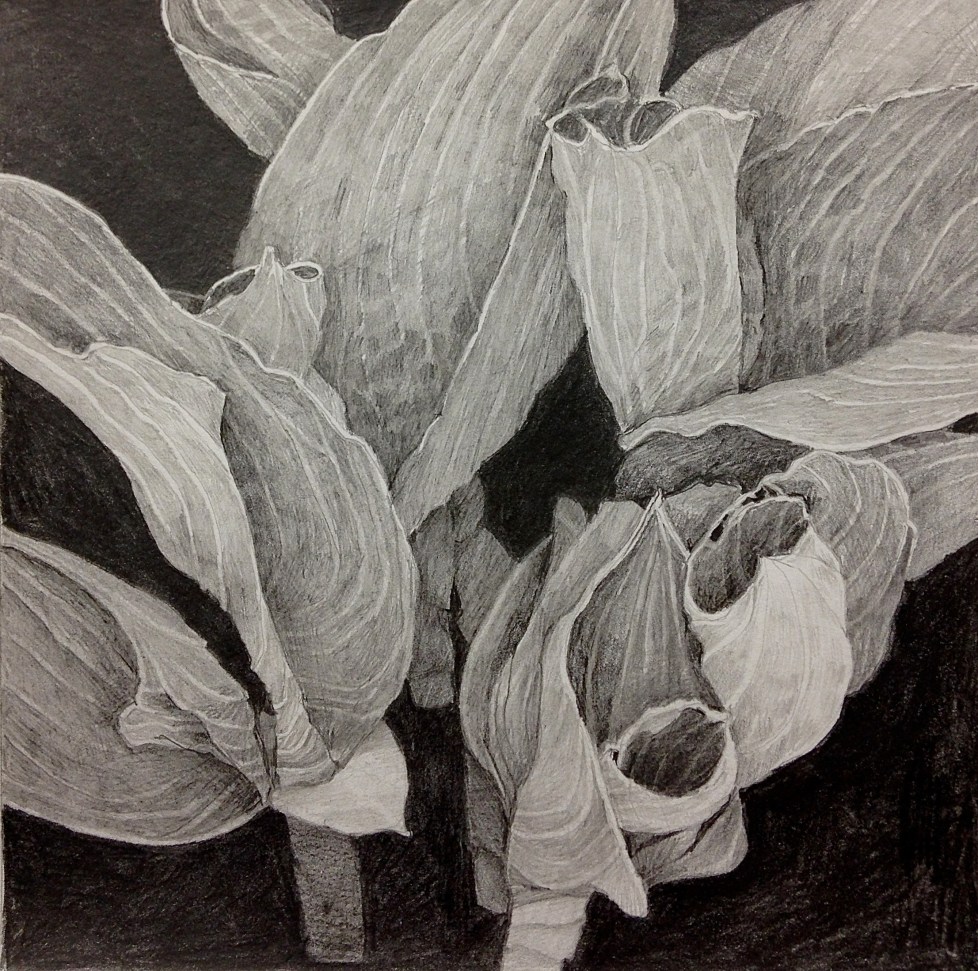 Hosta/ Weekly Drawing | Judith Bergerson / JackPine Studio